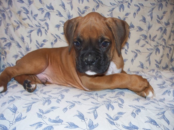 Wakena's Euro Boxers