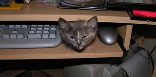 Funny Image Collection: Funny Computer photos and funny Computer pictures!