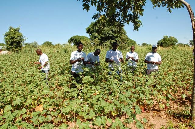 WAKULIMA WA ZAO LA PAMBA NA MAHINDI KAHAMA WACHE KILIMO CHA MAZOEA ...
