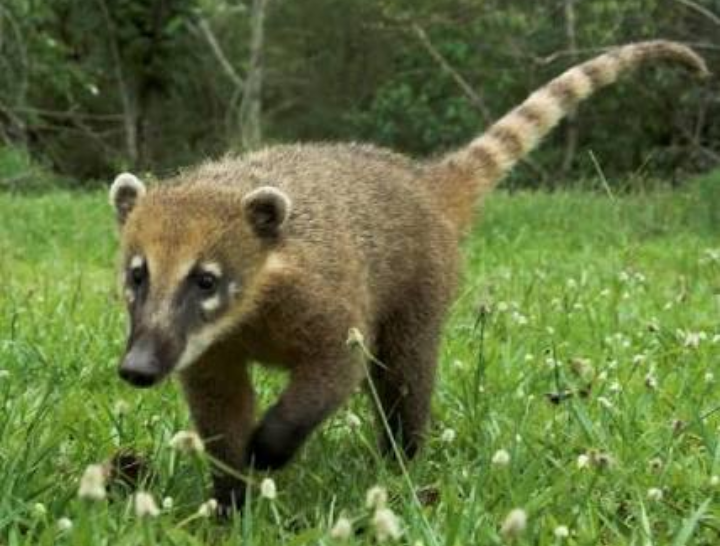 Historia y geografía de Quintana Roo.: FACTORES BIÓTICOS