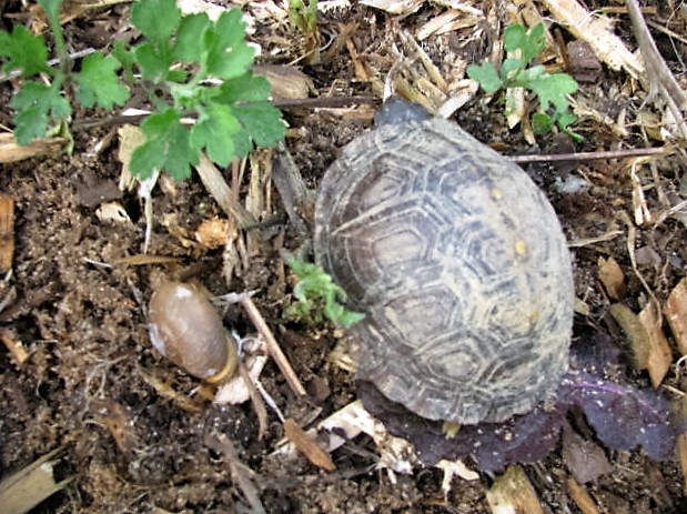 In the Garden: Georgia Pine Pollen