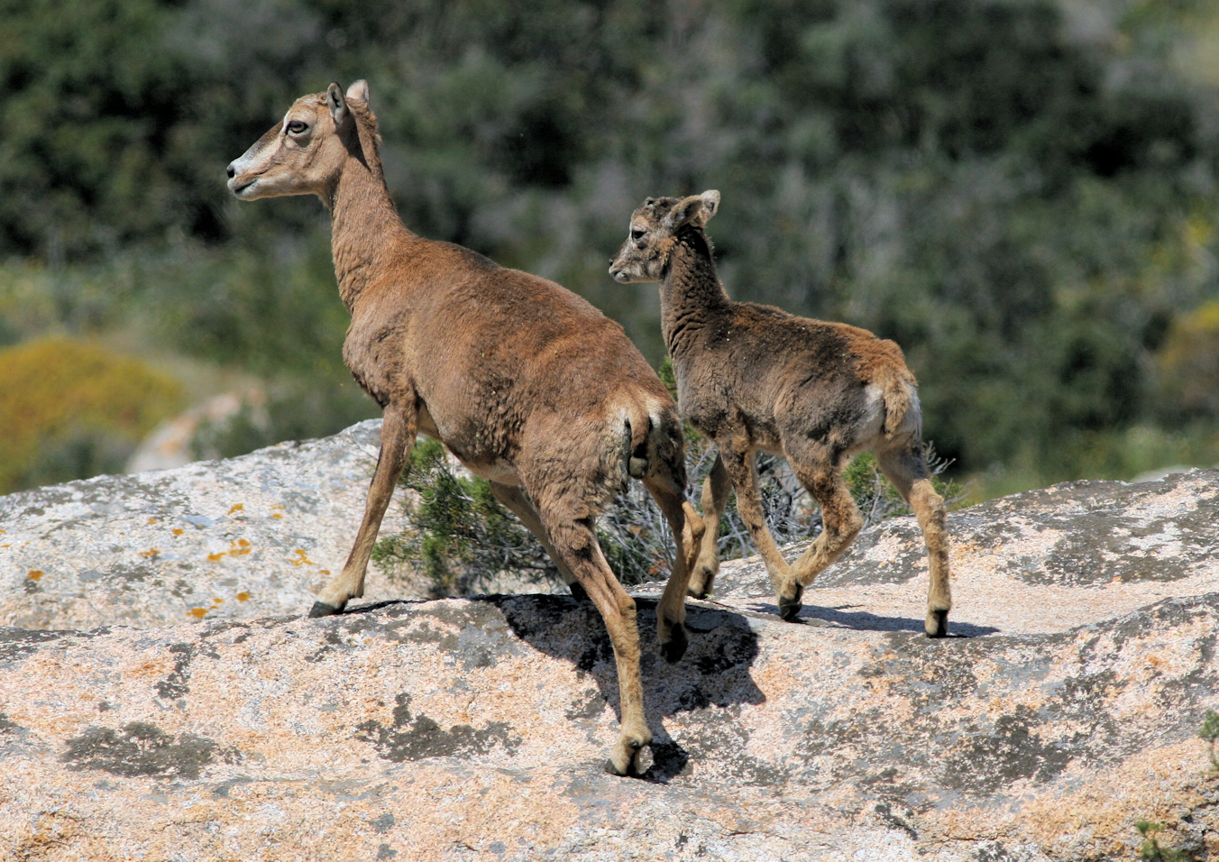 AmicoMario: LA SARDEGNA E LA SUA ANTICA FAUNA. IL MUFLONE, CONSIDERATO ...
