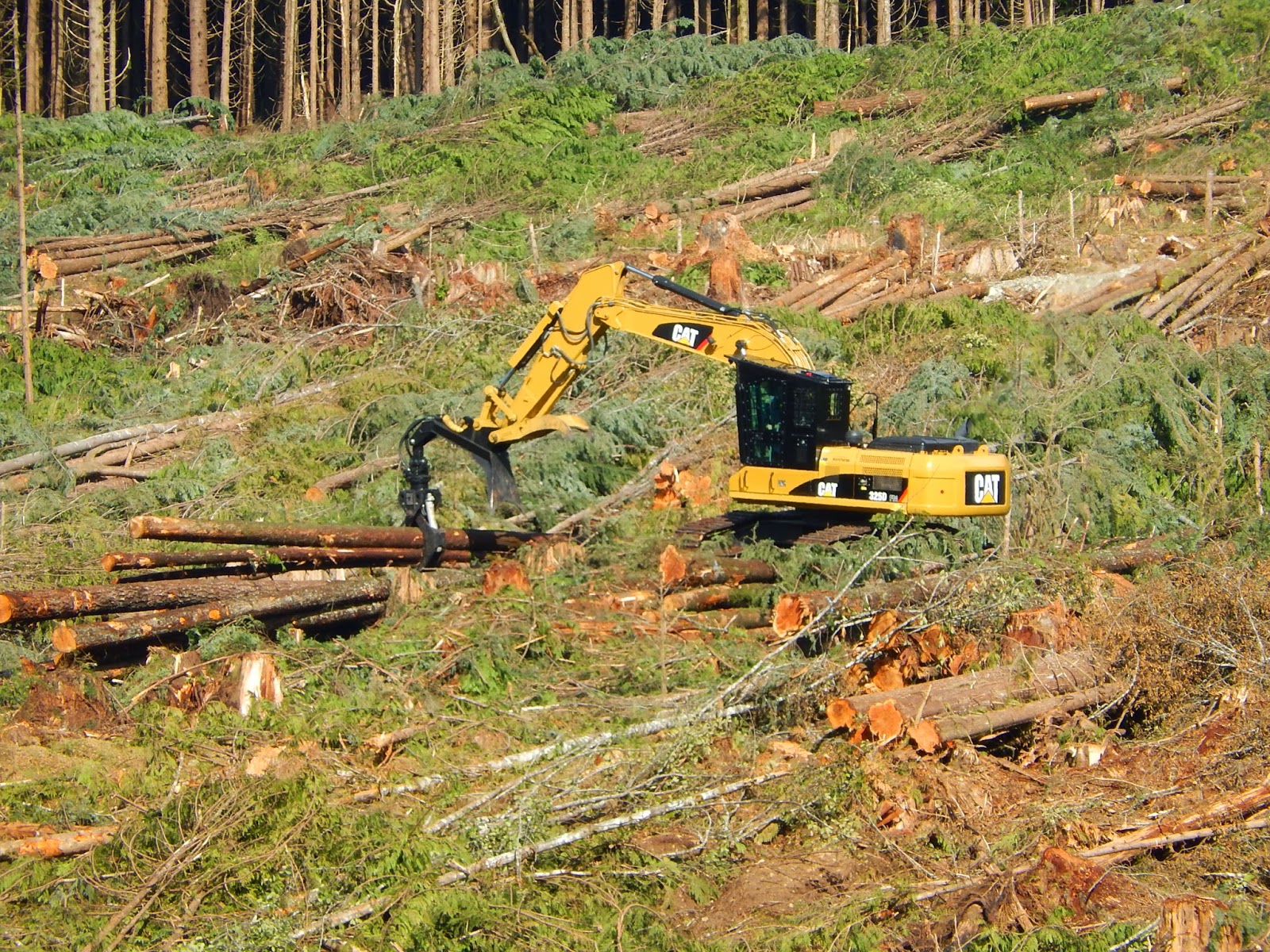 Powell River Books Blog: Western Forest Products Forest Tour