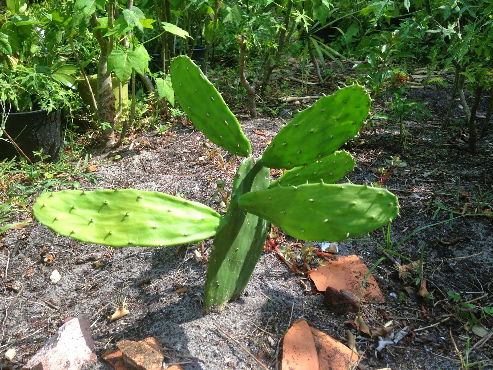 Carmen's garden: Growing nopales
