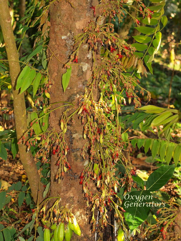 Pure Oxygen Generators: Dry Season Blooms