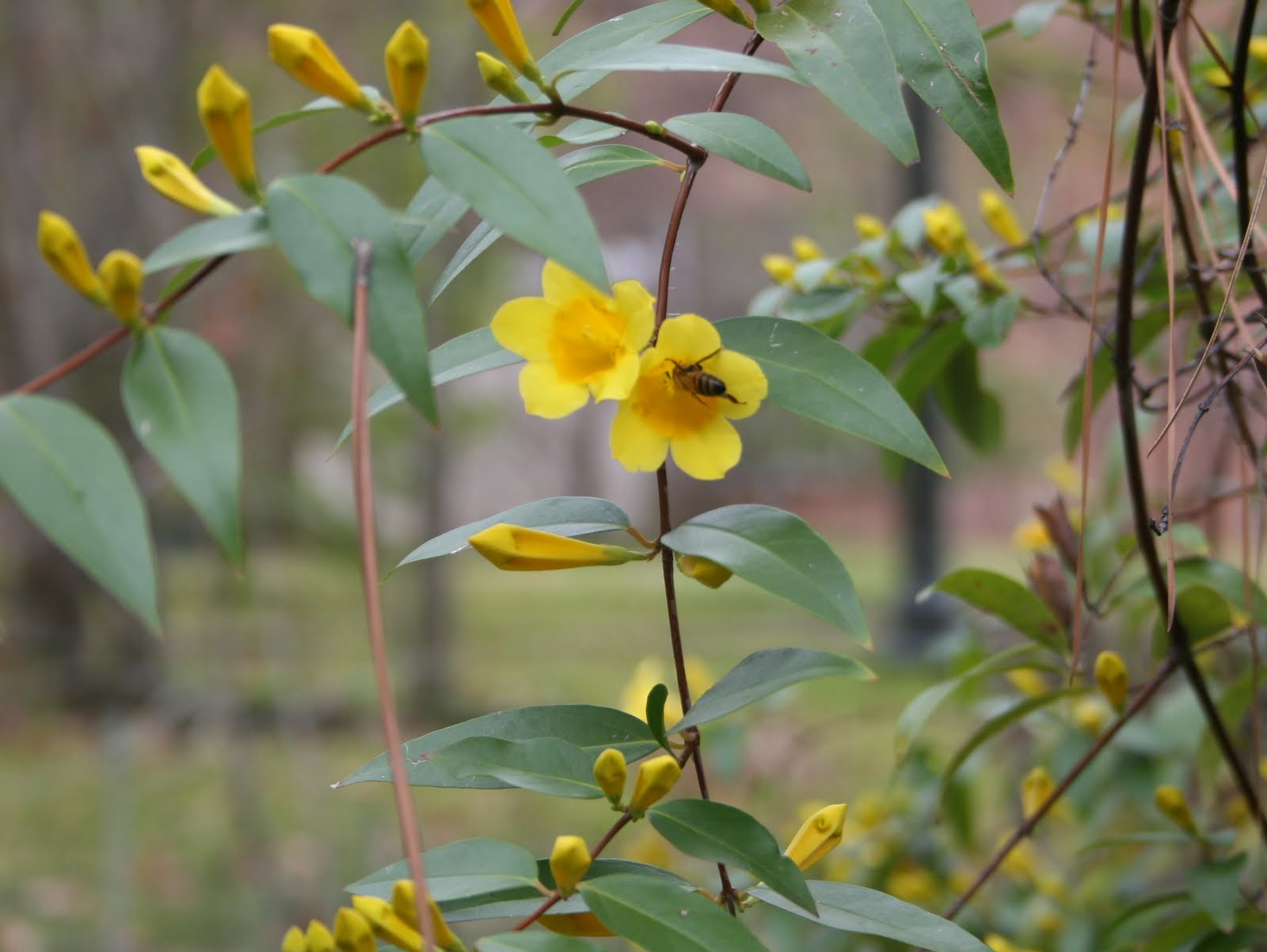 Centenary College Arboretum: Gelsemium sempervirens