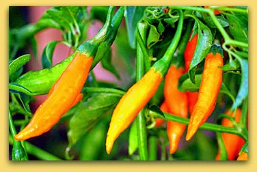 Animales y Plantas de Perú: Ají - Capsicum baccatum