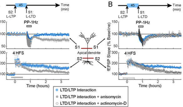 The Cellular Scale: LTP and LTD at the same time? Adventures in ...