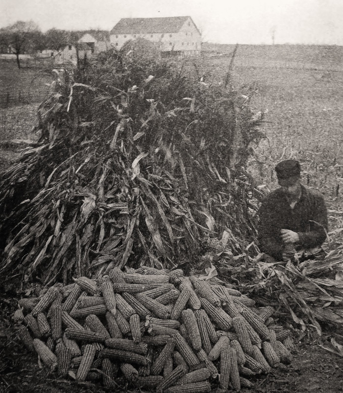 Honey Grove and Beyond: Corn Harvest by Hand