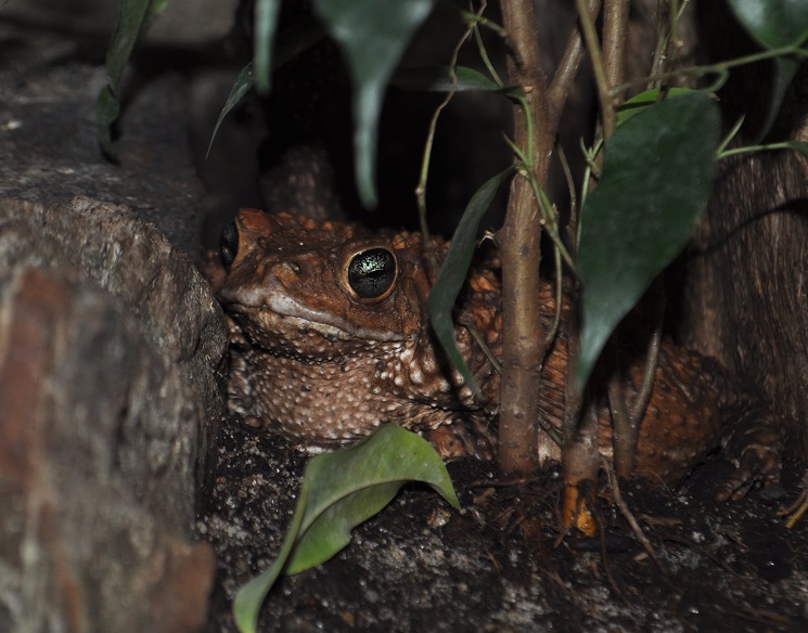 ZOOTOGRAFIANDO (5.836 ANIMALS): SAPO CUBANO / CUBAN TOAD (Peltophryne ...