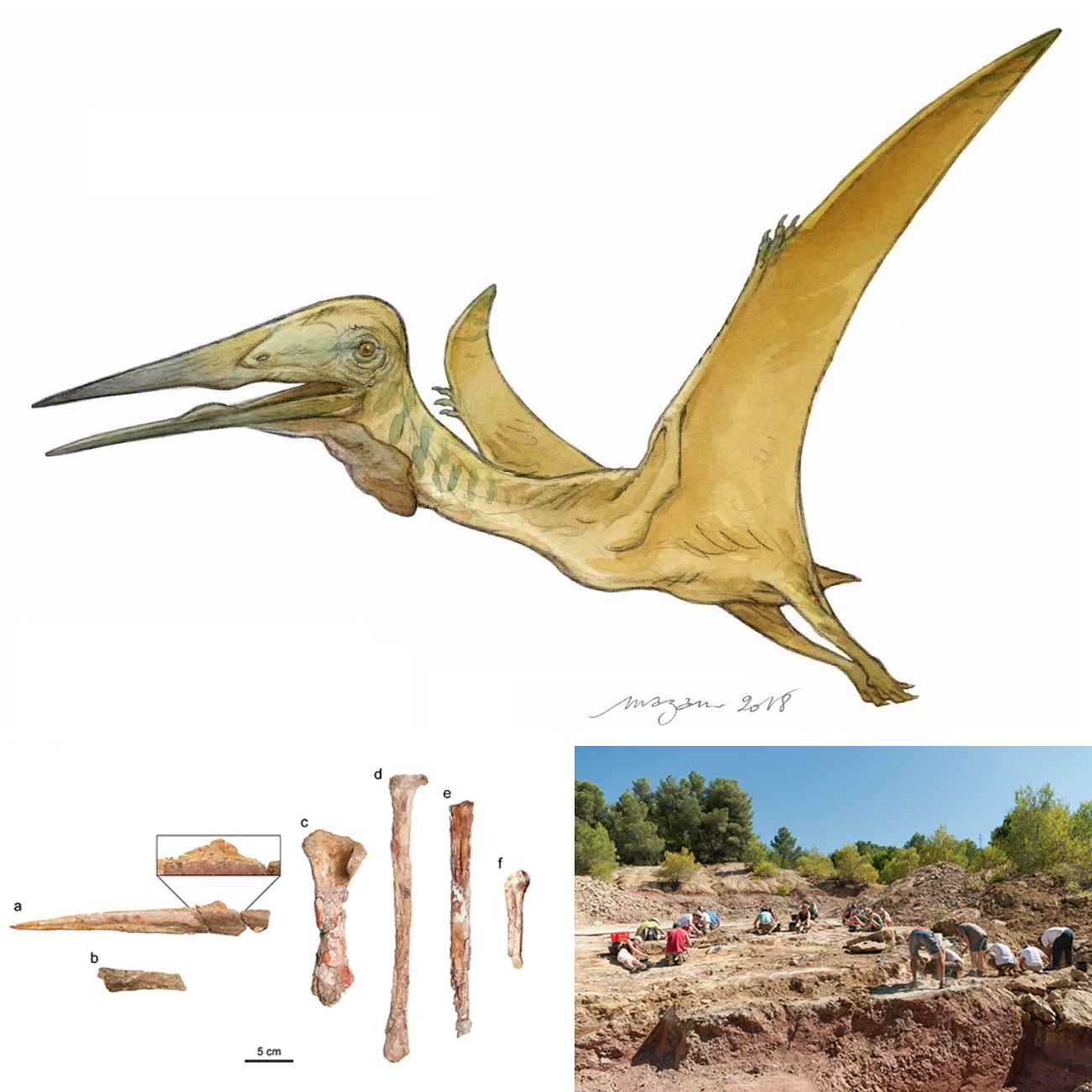 Species New to Science: [Paleontology • 2018] Mistralazhdarcho maggii ...