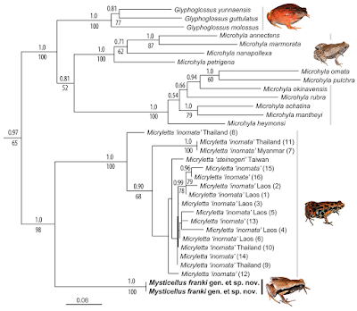 Species New to Science: [Herpetology • 2019] Mysticellus franki • A New ...
