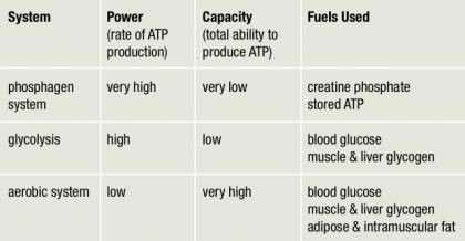 Strength is Never a Weakness: Energy Systems of the Human Body