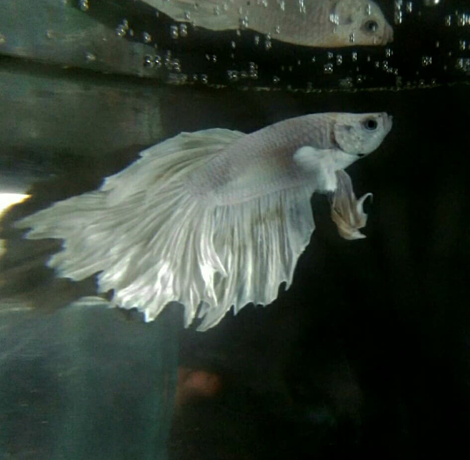 Knowing All Types Of Betta Fish - By Tail, Pattern And Color With Photo ...