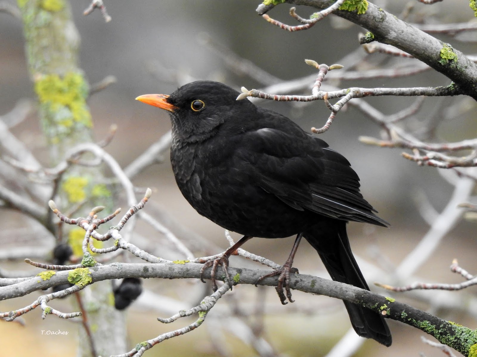 PASARI DIN ROMANIA: MIERLA (1), Turdus merula