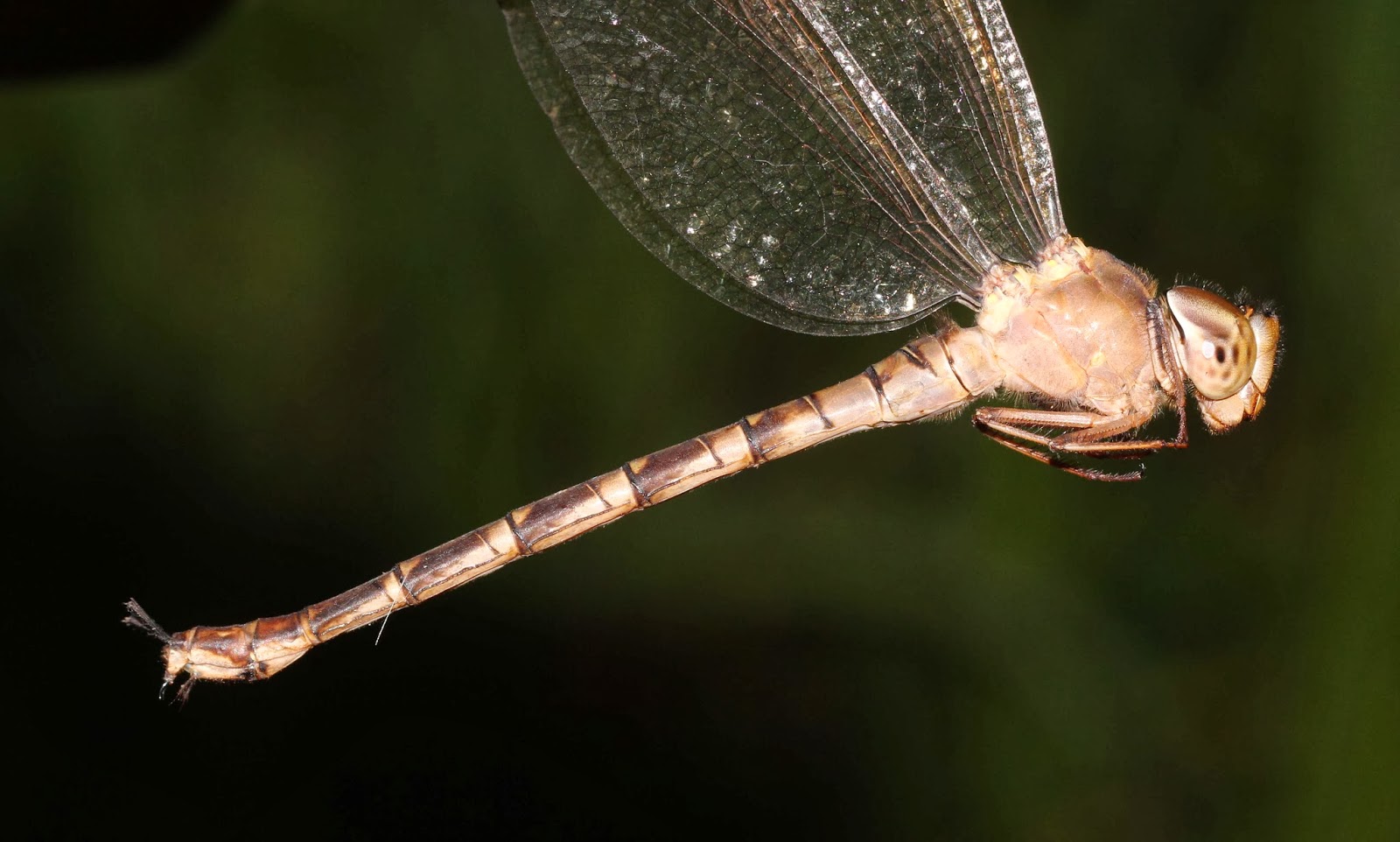 Dragonflies and damselflies of Vietnam: Gynacantha subinterrupta and G ...