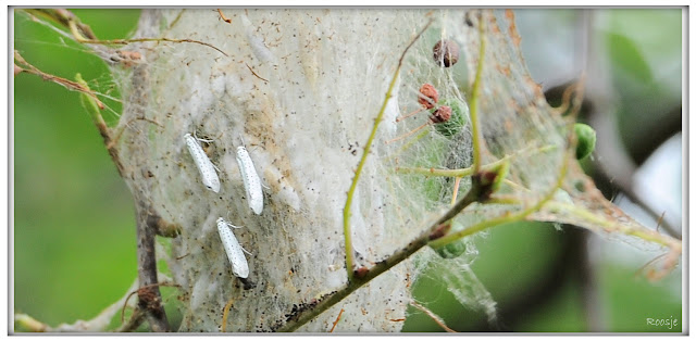 Natuur, cultuur en alles wat boeit ...: Sarsven De Banen