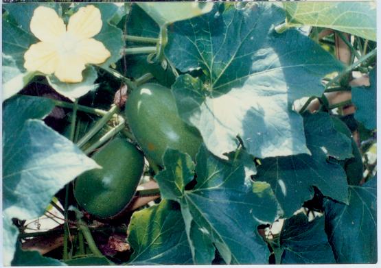 Living with Nature - School on Blog by Dr. Abercio V. Rotor: January 2016