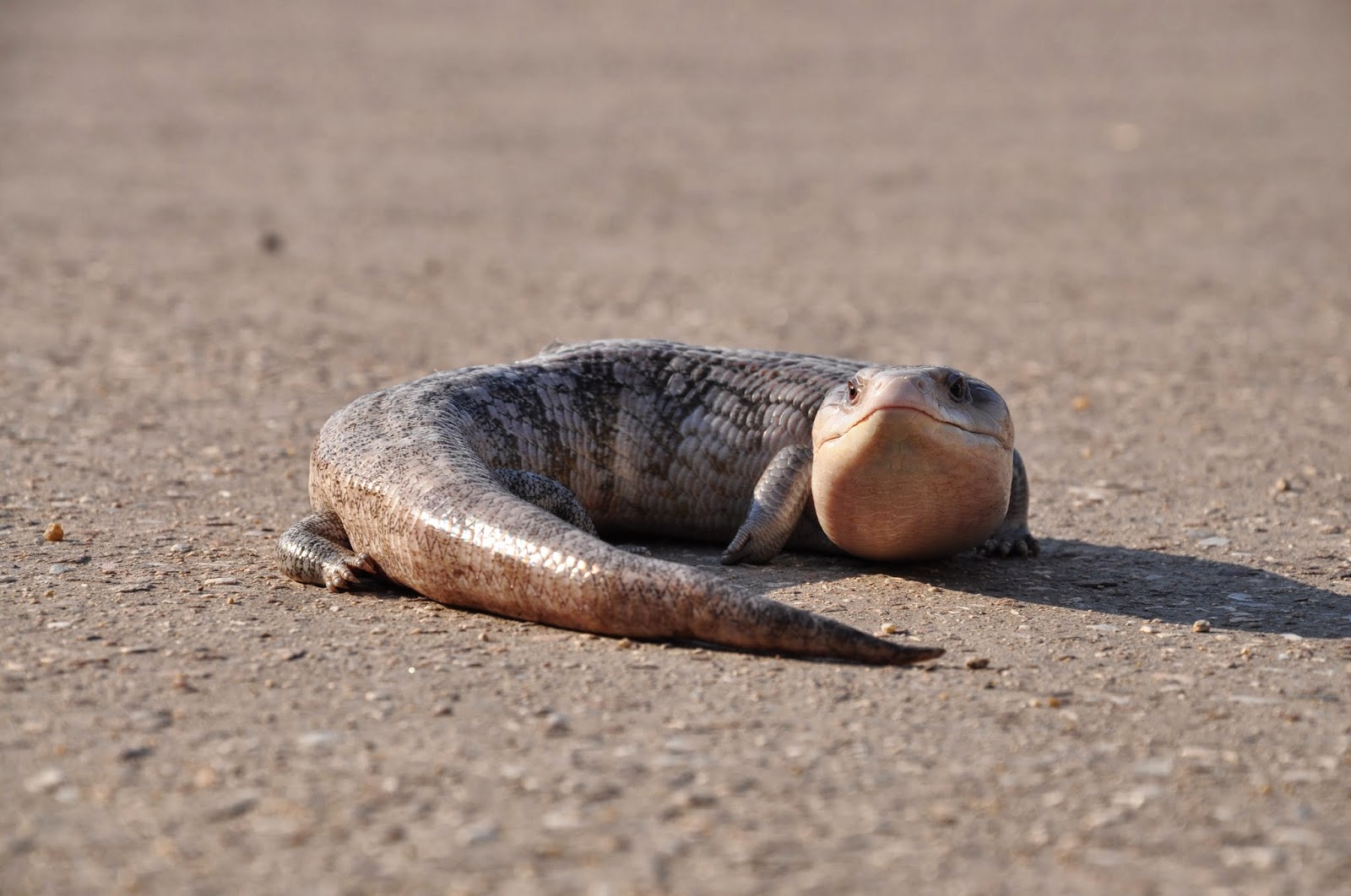 Tiliqua Scincoides Animals | Facts & Interesting Pictures | All ...