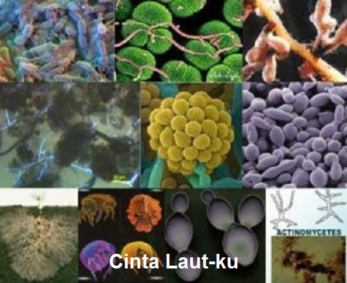 Nih Peranan Mikroba Terhadap Minyak Di Laut - Luas Laut