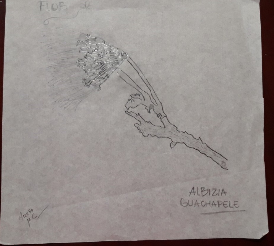 Guachapelí: DIBUJOS