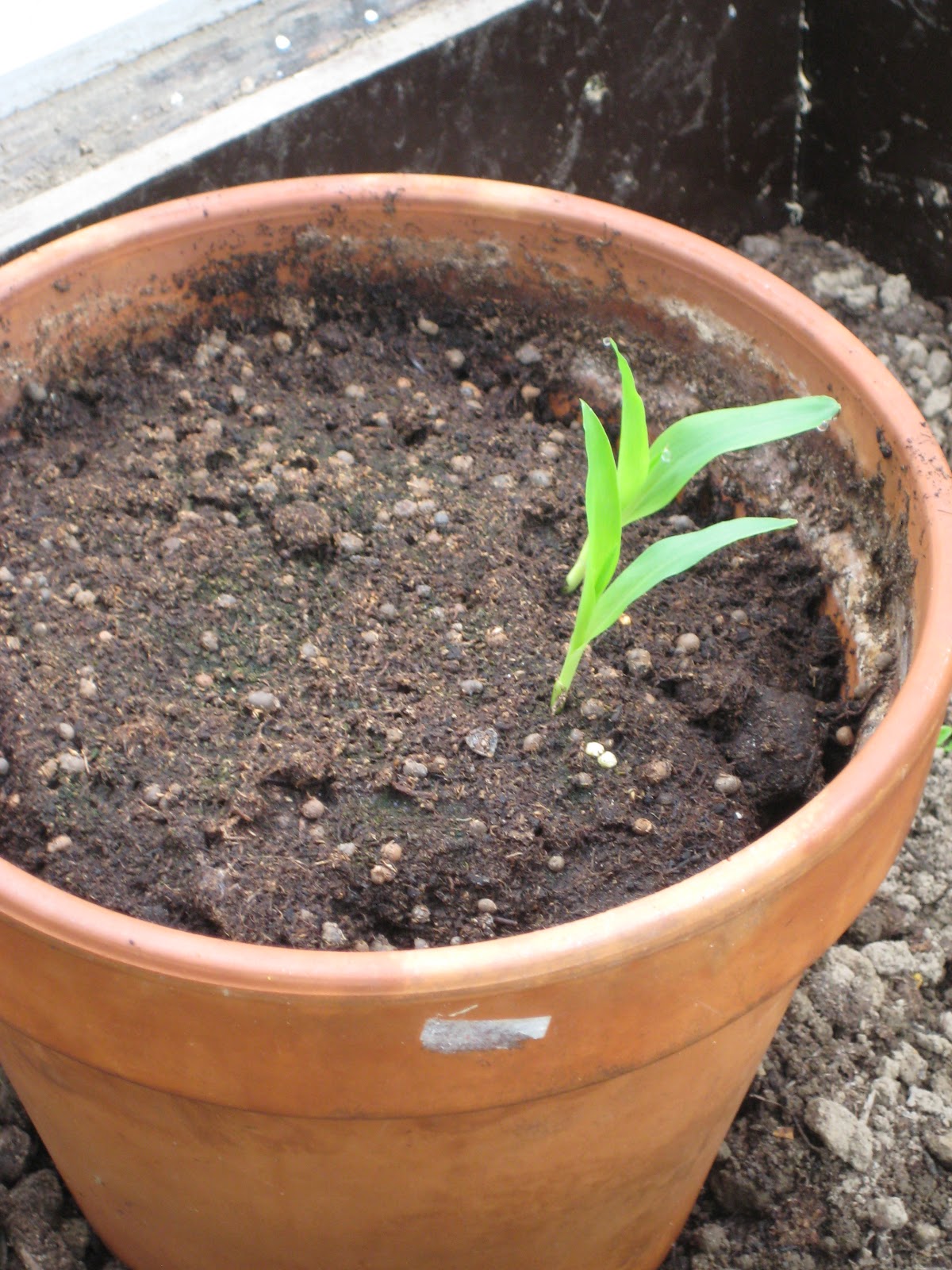 Mina burkar: I trädgården