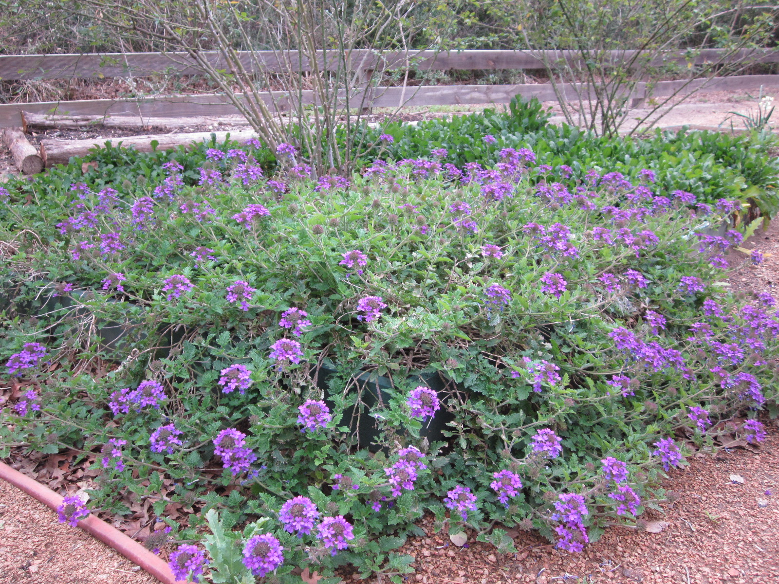 Lisa Bonassin's Garden: Homestead Purple Verbena March 9, 2013