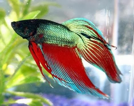 Bien s'occuper de son Betta splendens