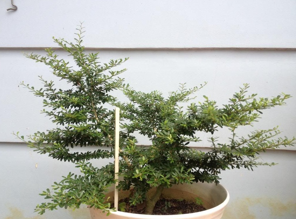 Bonsai Linh Sam - Loài Hoa Cảnh Sang Trọng Tại Hồ Chí Minh