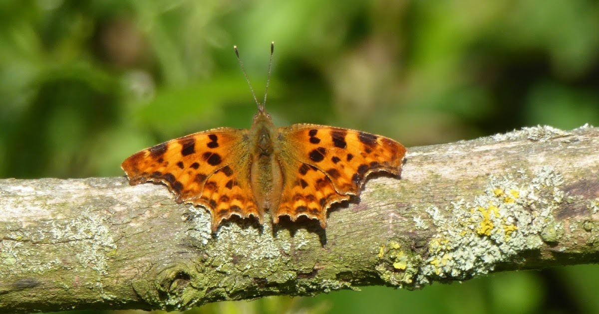 Wild and Wonderful: Seasonal First - Comma