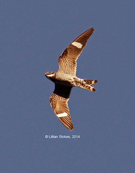 Birding Is Fun!: Who's Migrating Now and What's To Come!