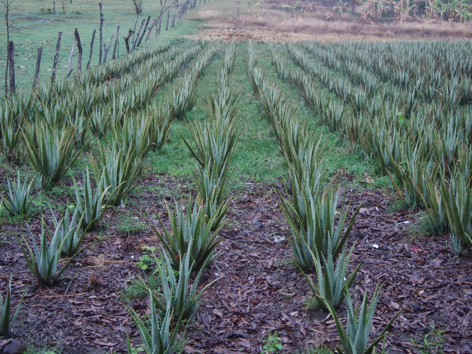 ALIANPROCOL SOLO ALOE: CULTIVO DE SABILA ORTEGA TOLIMA, GUATAVITA TUA