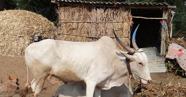 Scientific Name of Ox| Bail ka vaigyanik name | बैल का वैज्ञानिक नाम ...