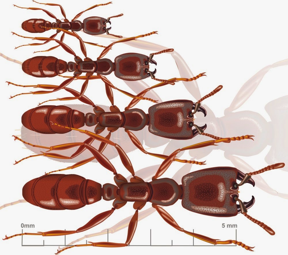 - Ants of Southern Africa -: Ants up to about 5 mm long