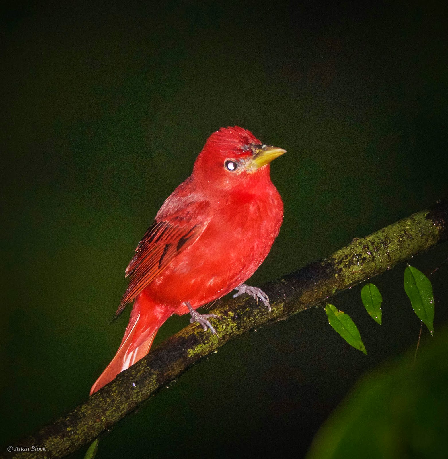 Feather Tailed Stories: Costa Rica, Day One