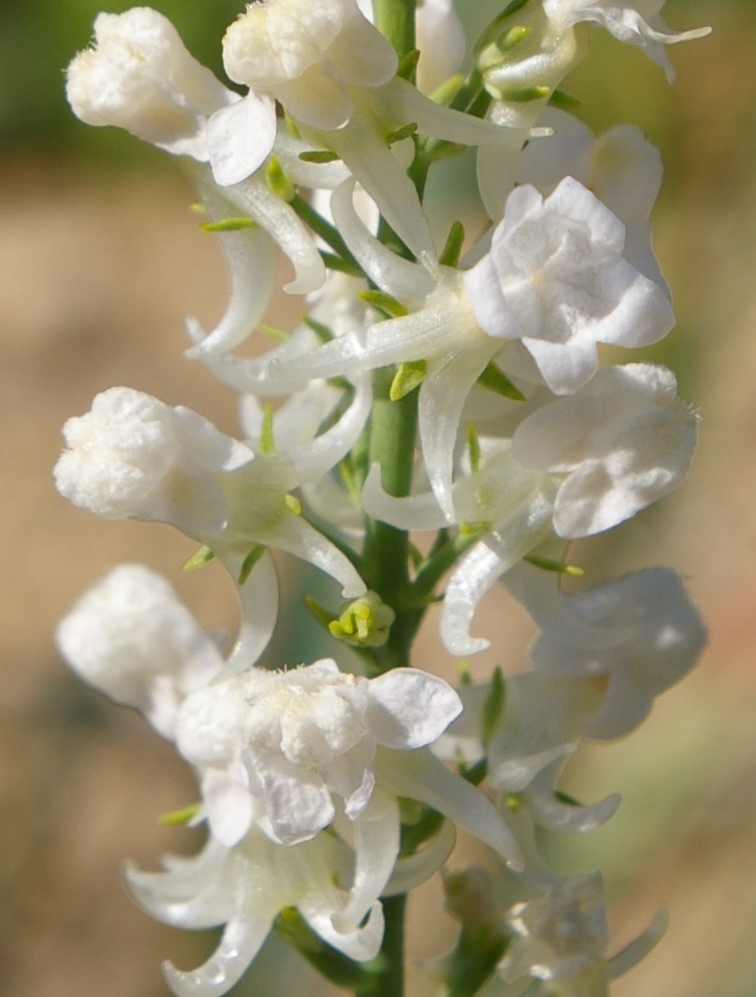 John Grimshaw's Garden Diary: Peloria