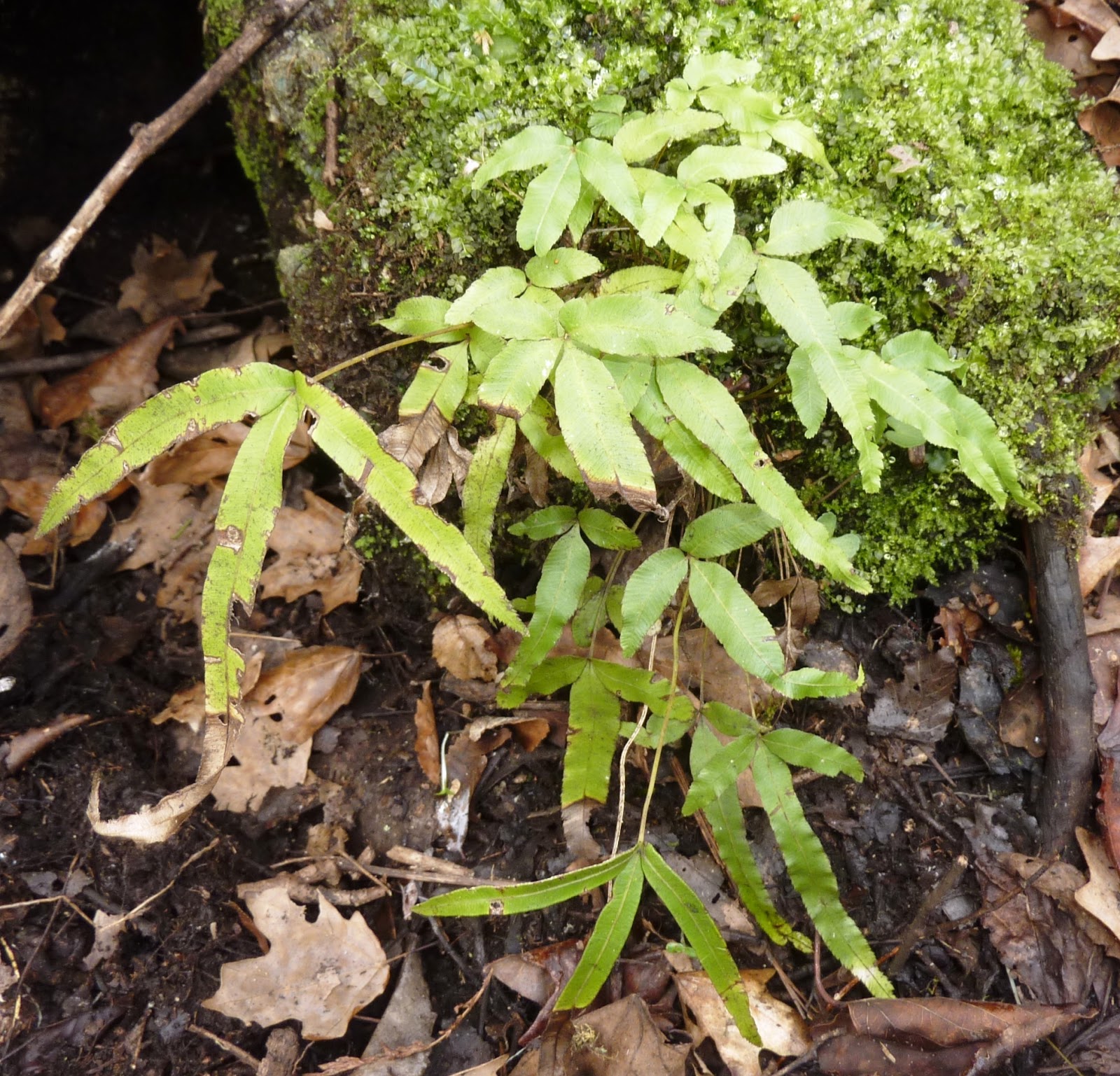 Buford Nature's Adventures: A Spanish Fernatic’s Vacation