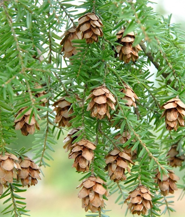 Trees Planet: Tsuga heterophylla – Western Hemlock