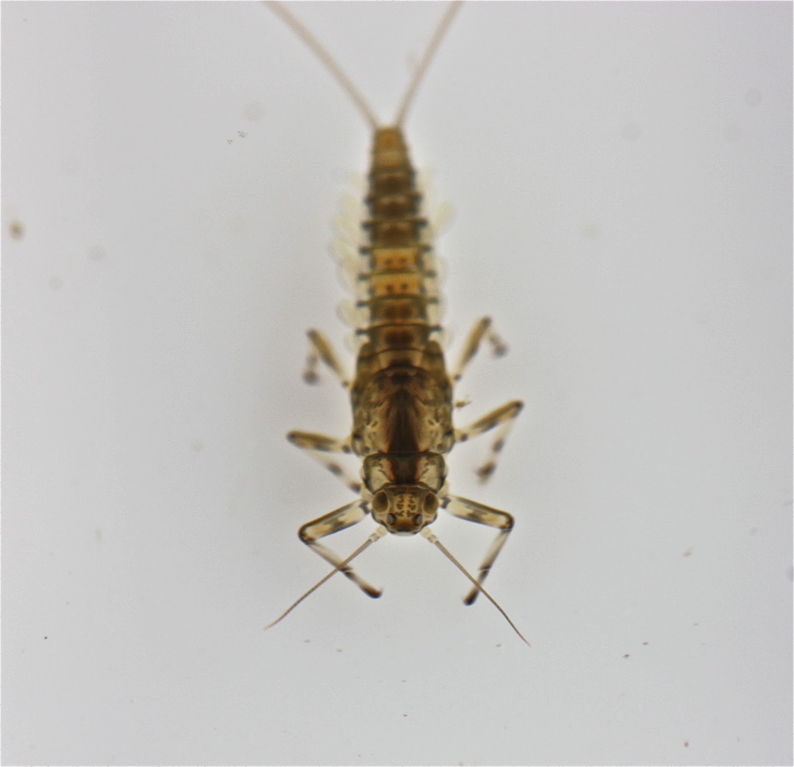 Aquatic Insects of Central Virginia: Stream Reports: Powells Creek and ...