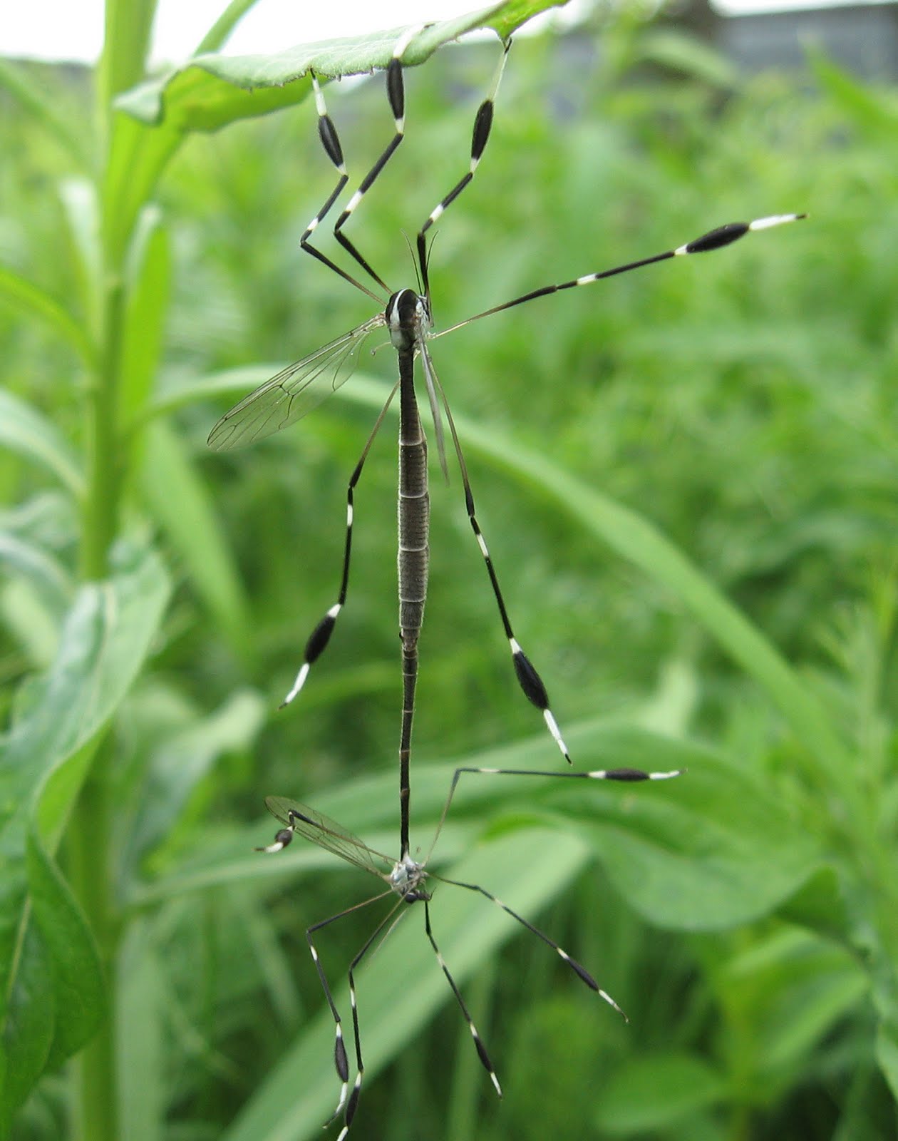 Tangled Web: Phantom Crane Fly ( Bittacomorpha clavipes)