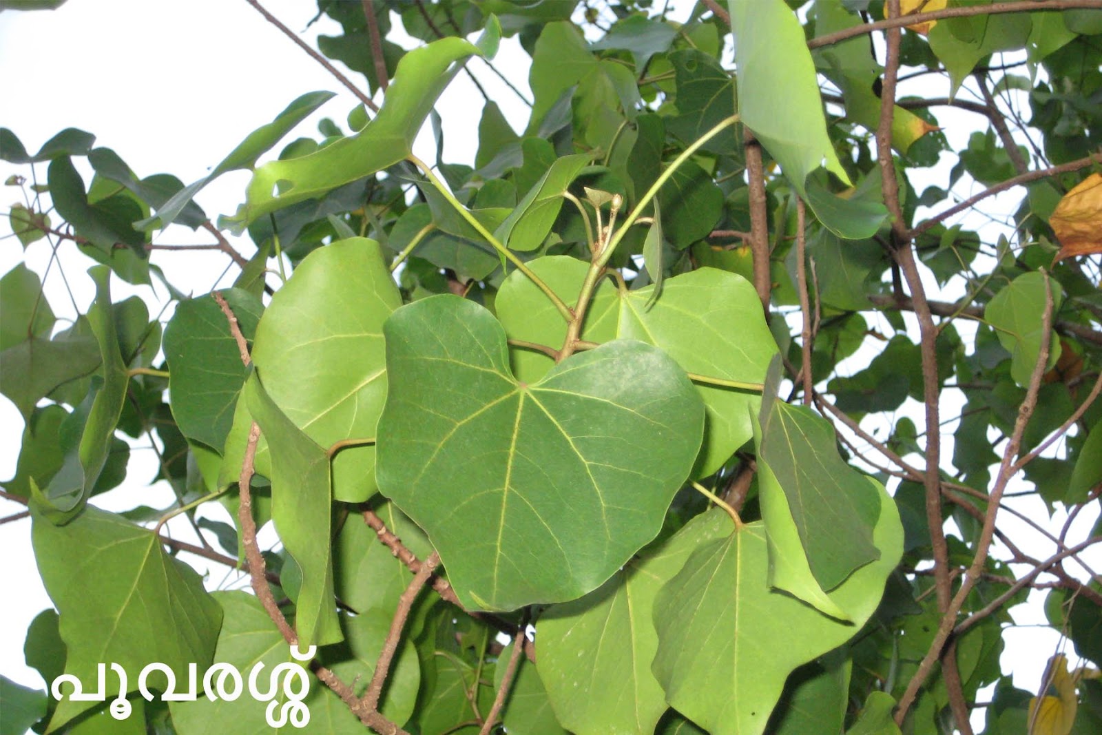 Ayurvedic Medicinal Plants in Kerala