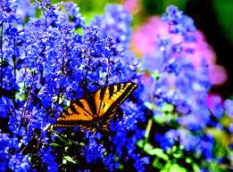 Studio Floral Dora Santoro: Gostoso Perfume