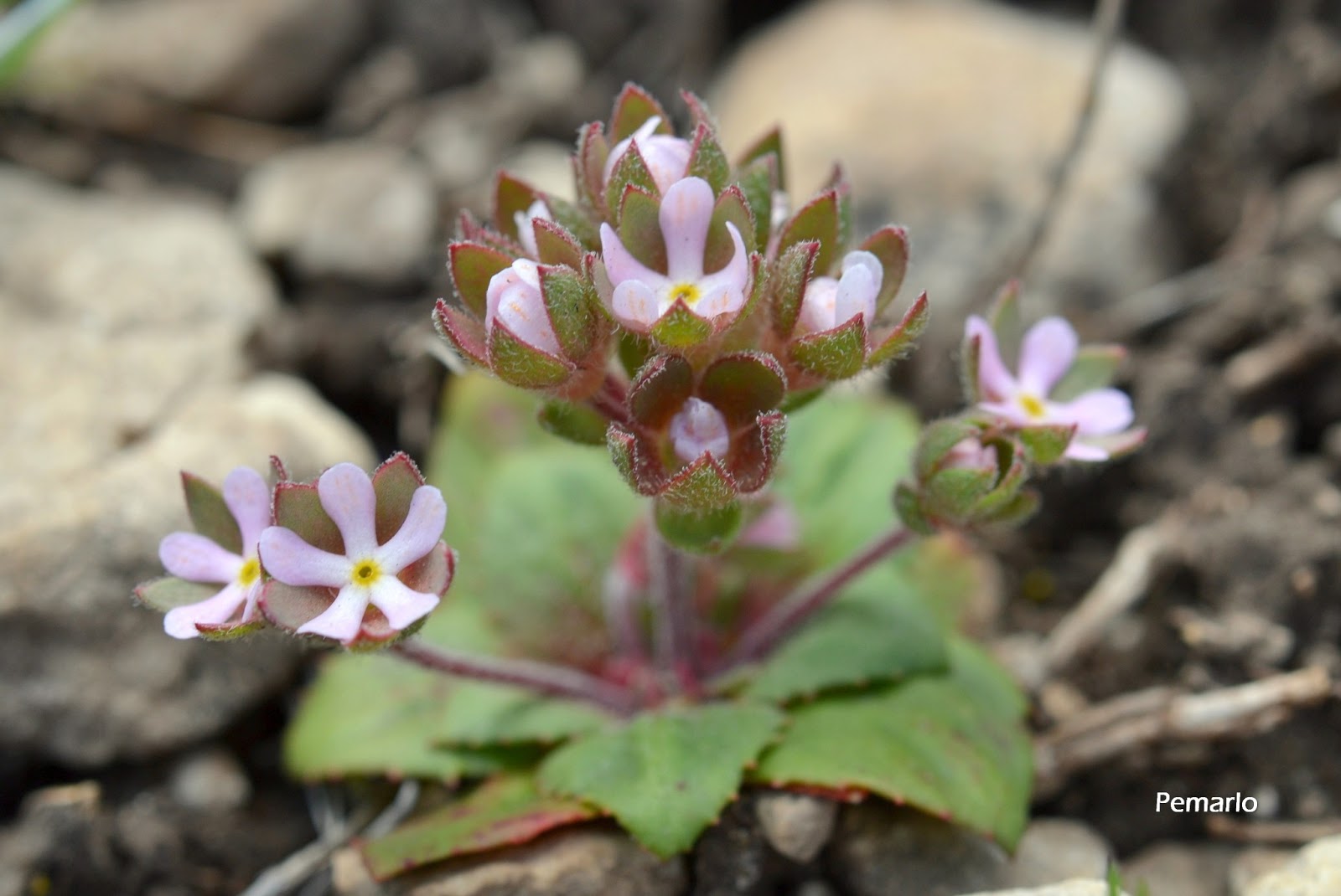 PLANTAS DE MURCIA : ANDROSACE MAXIMA (Cantarera) EN PEÑA JAROTA ...