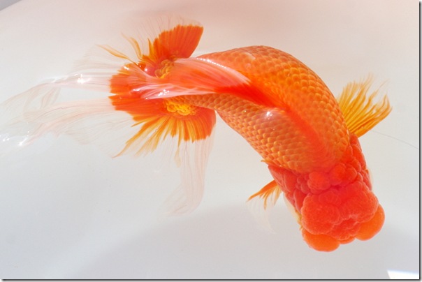 Japanese Top View Oranda