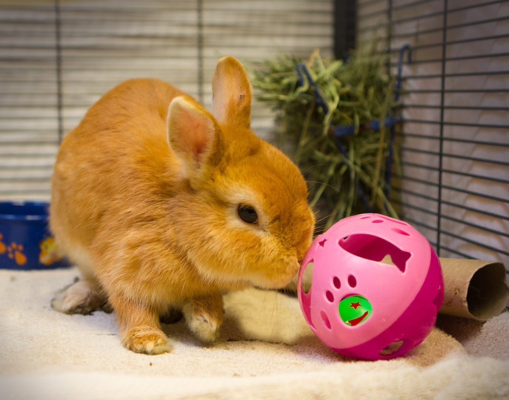 Shelter Dogs of Portland: "APRICOT" young Dwarf mix bunny - at Pets on ...