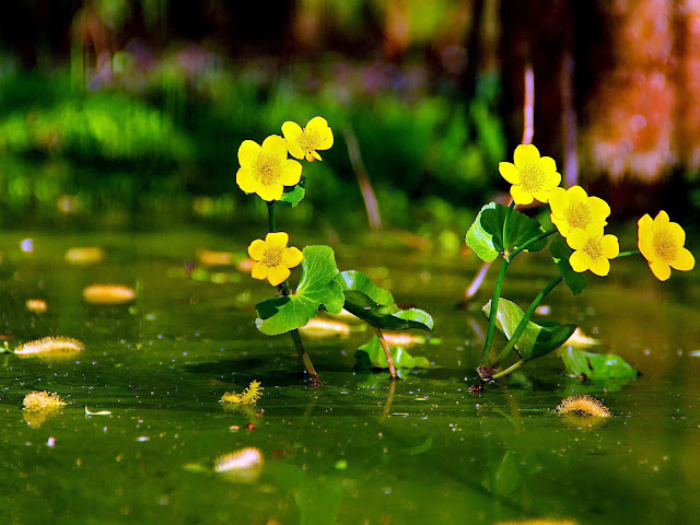 Imagenes de flores reales - Imagui