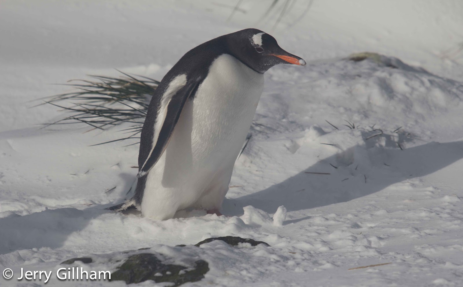 "Where Now for Man Raised By Puffins?": Ice Ice Baby