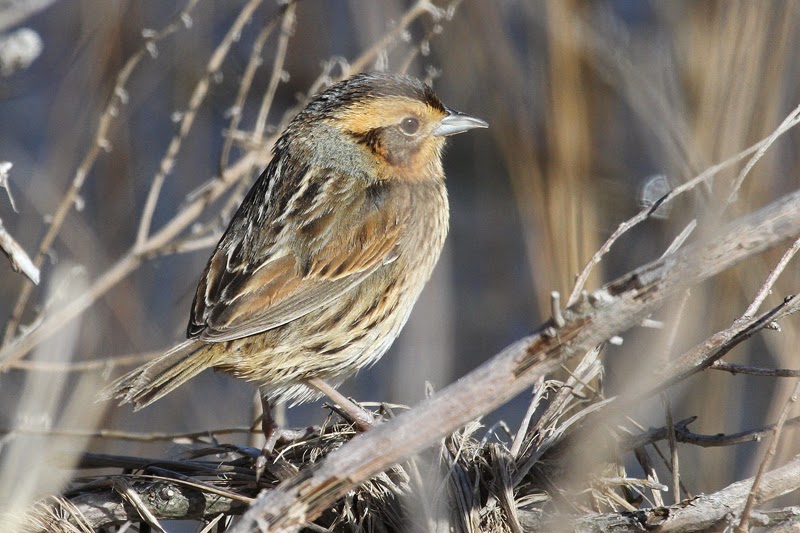 View from the Cape: Things to do on a snowy day - sorting out the sparrows