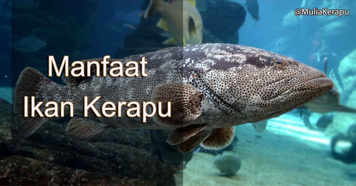 Manfaat Ikan Kerapu: Selain Ikan ini Terkenal Akan Kelezatannya ...