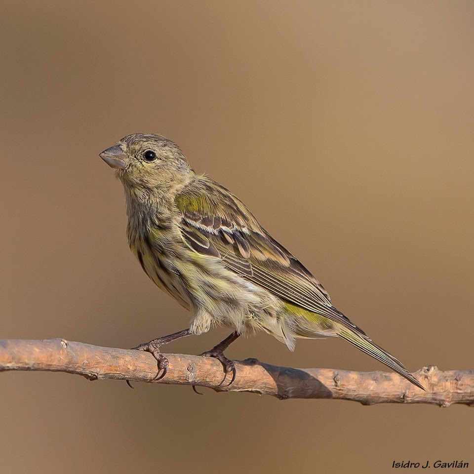 Isidro J. Gavilán - Fotografía y naturaleza: Verdecillo (Serinus serinus)